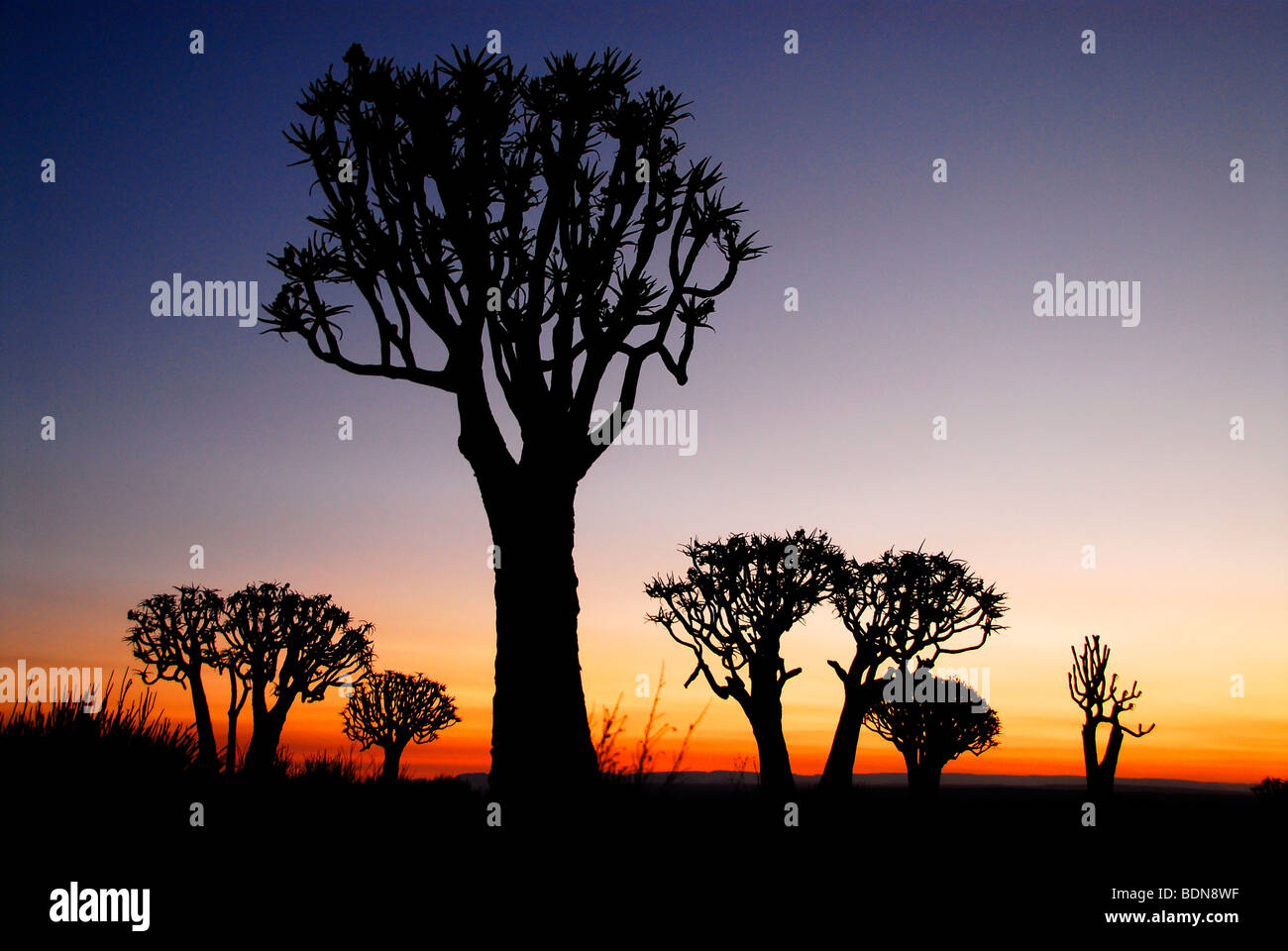 Quiver Trees (Aloe dichotoma) at sunset, Quiver Tree forest near ...
