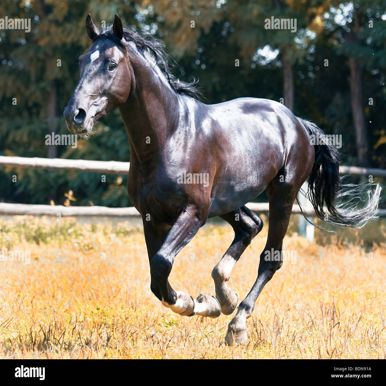 Black horse galloping hi-res stock photography and images - Alamy