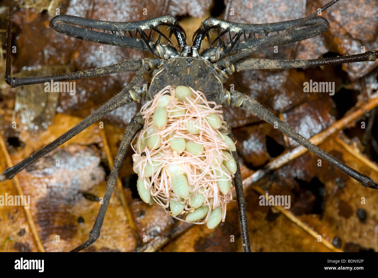 Baby scorpion hi-res stock photography and images - Alamy