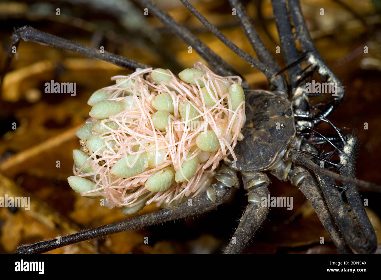 Tailless whipscorpion (Amblypigid) carrying newly hatched juveniles ...