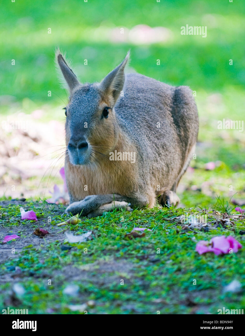 Mammal argentina rodent hi-res stock photography and images - Alamy
