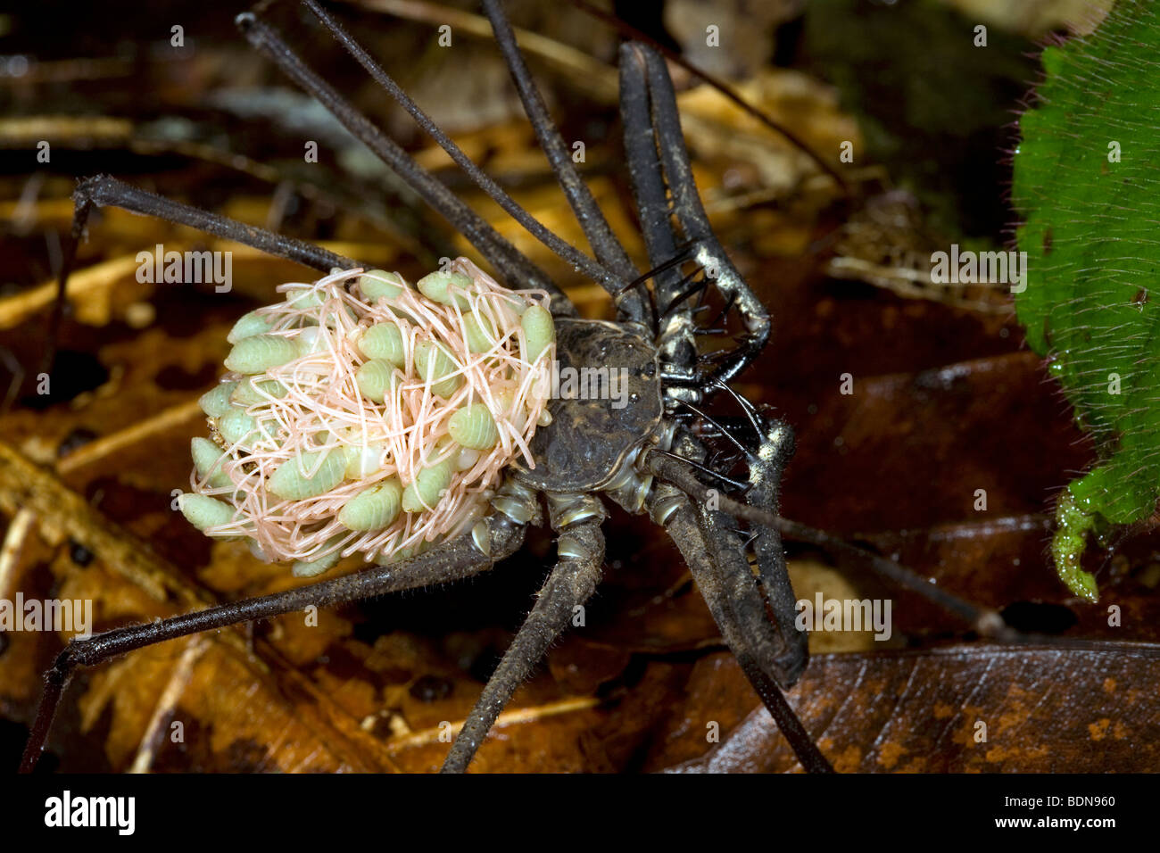Baby scorpion hi-res stock photography and images - Alamy
