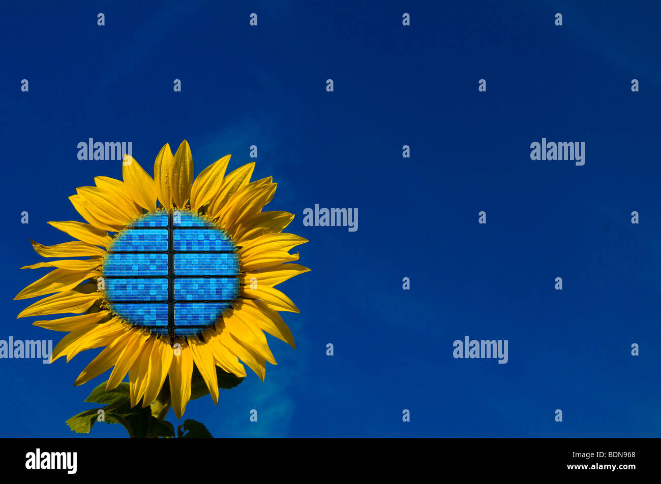 Solar cell in a Sunflower, retouched Stock Photo - Alamy