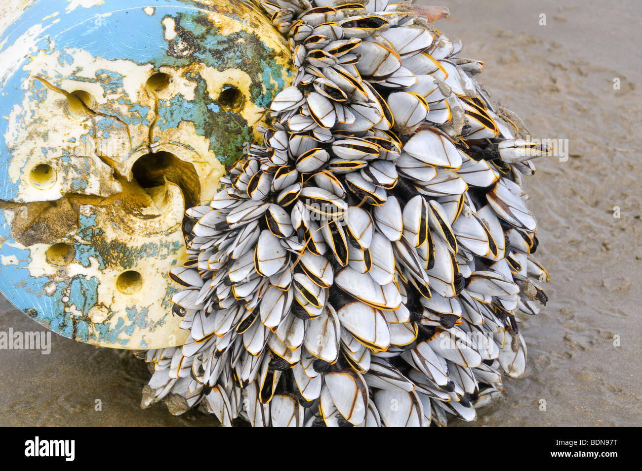 Anatifera hi-res stock photography and images - Alamy