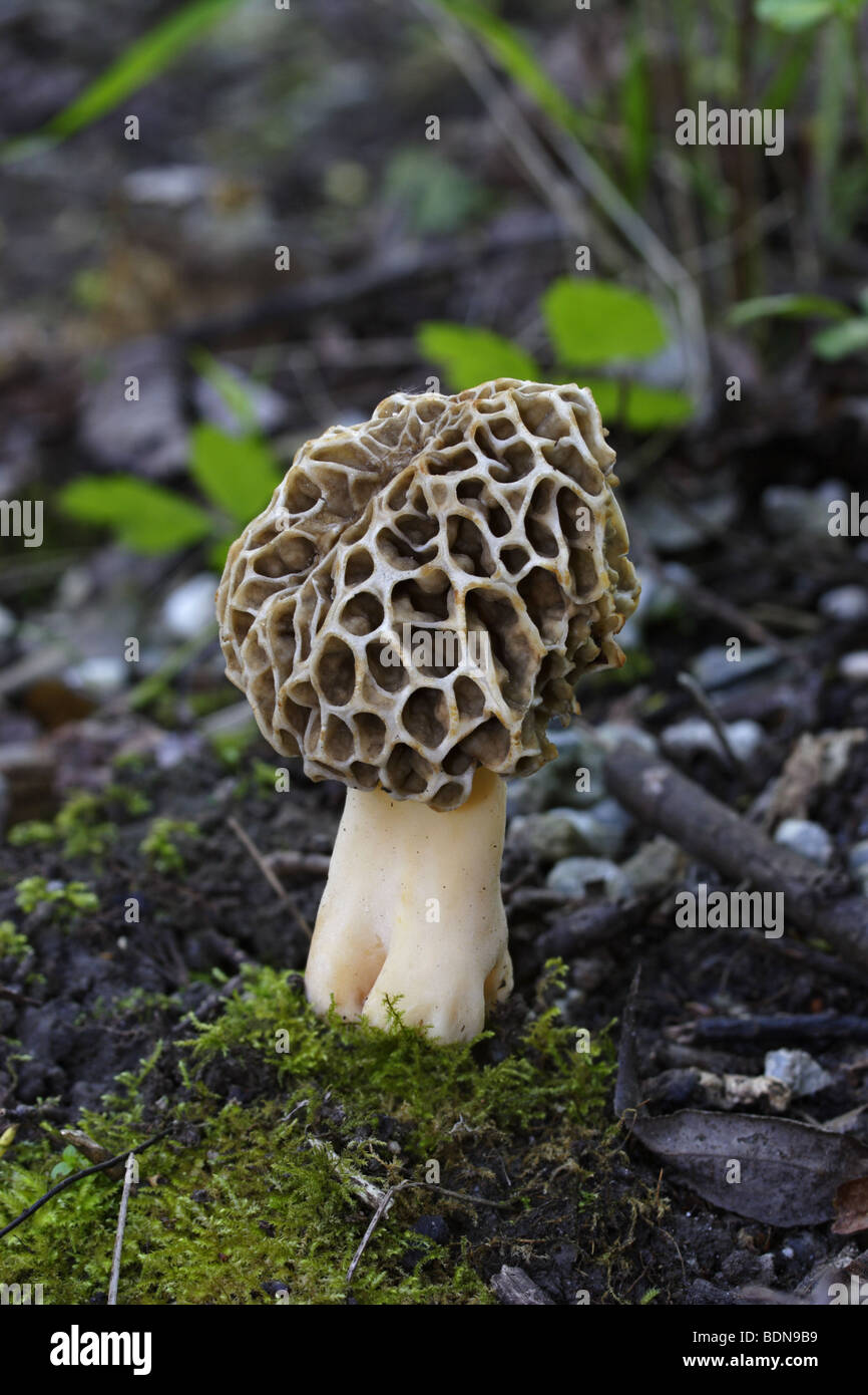 Speisemorchel Morchel Morchella esculenta Stock Photo - Alamy