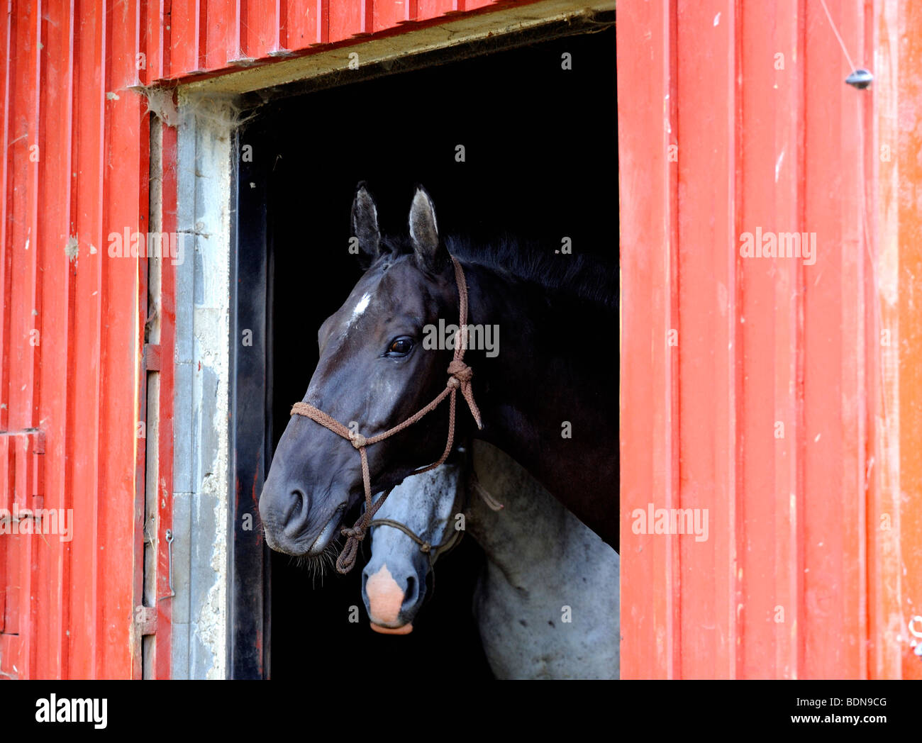 Horse in stable Stock Photo - Alamy