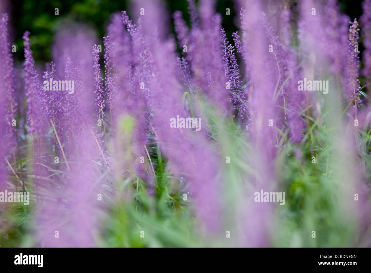 Indigo flowers hi-res stock photography and images - Alamy