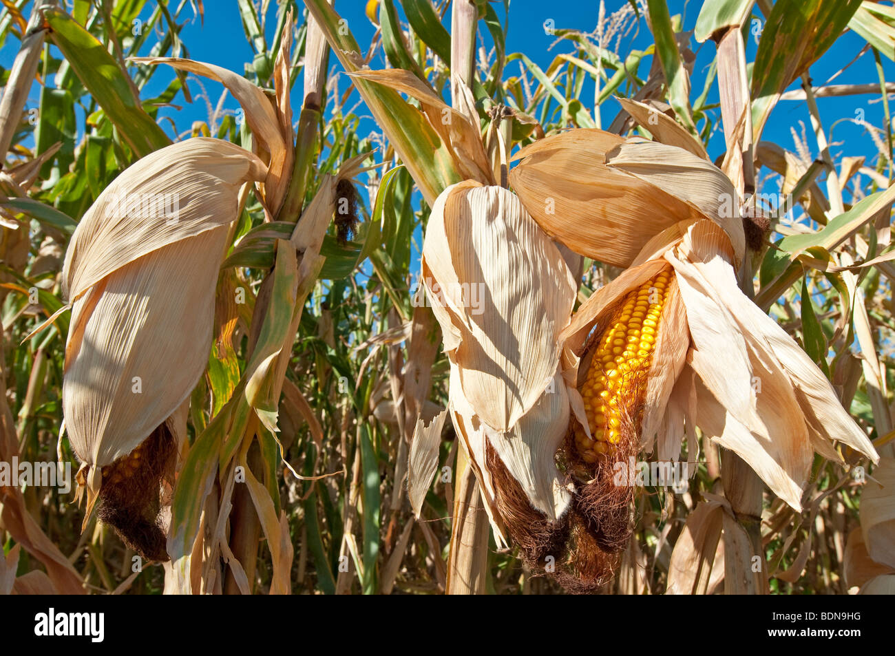 Corn maize harvest france hi-res stock photography and images - Alamy