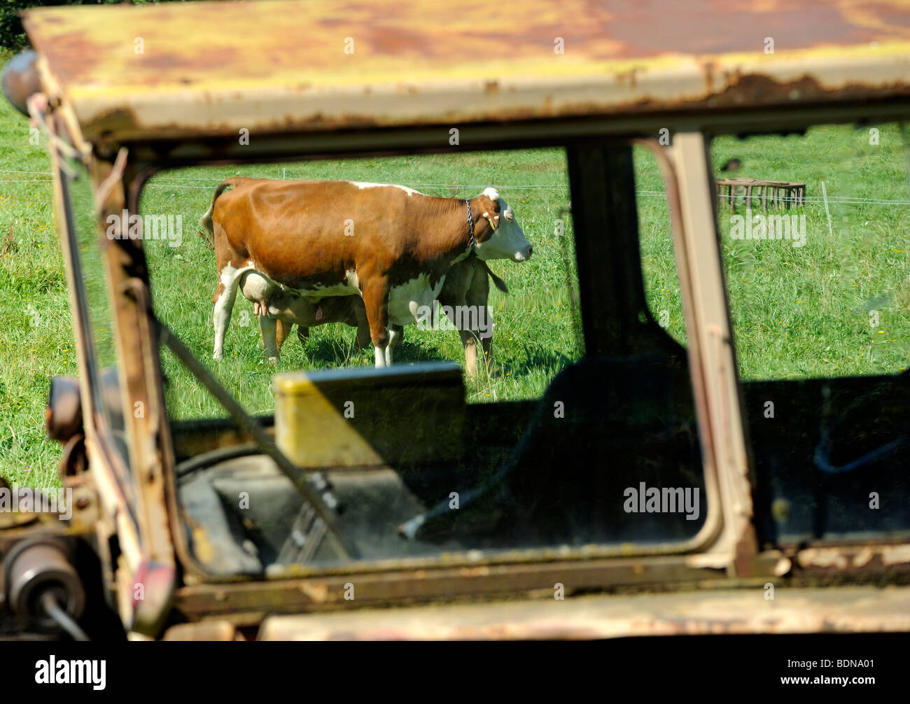 Tractor cows hi-res stock photography and images - Alamy