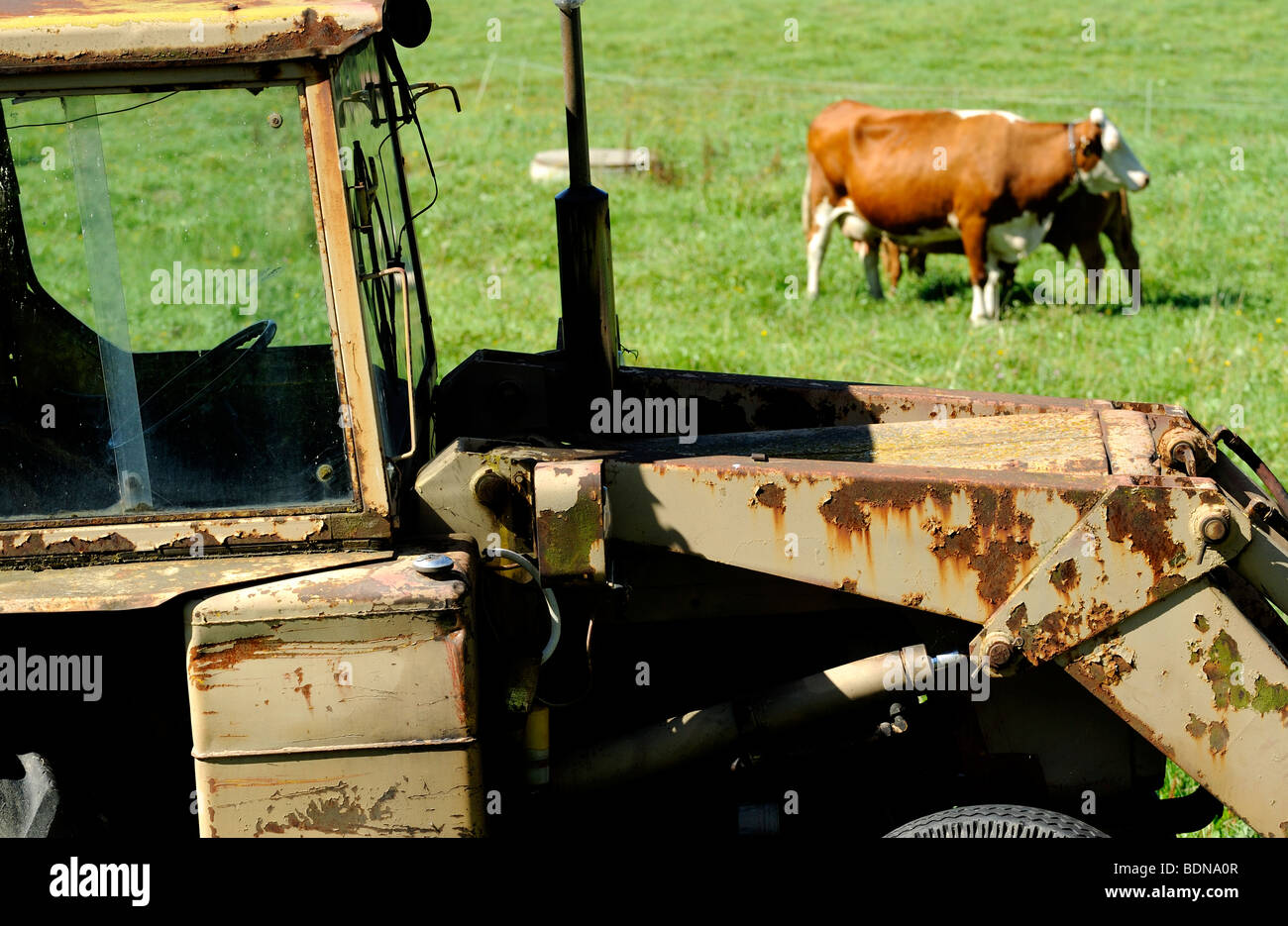 Old tractor and cows on pasture Stock Photo - Alamy