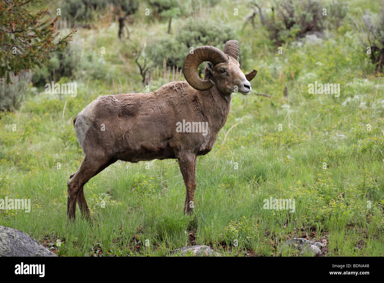 Bighorn Sheep Ovis canadensis male ram standing along on a grassy ...