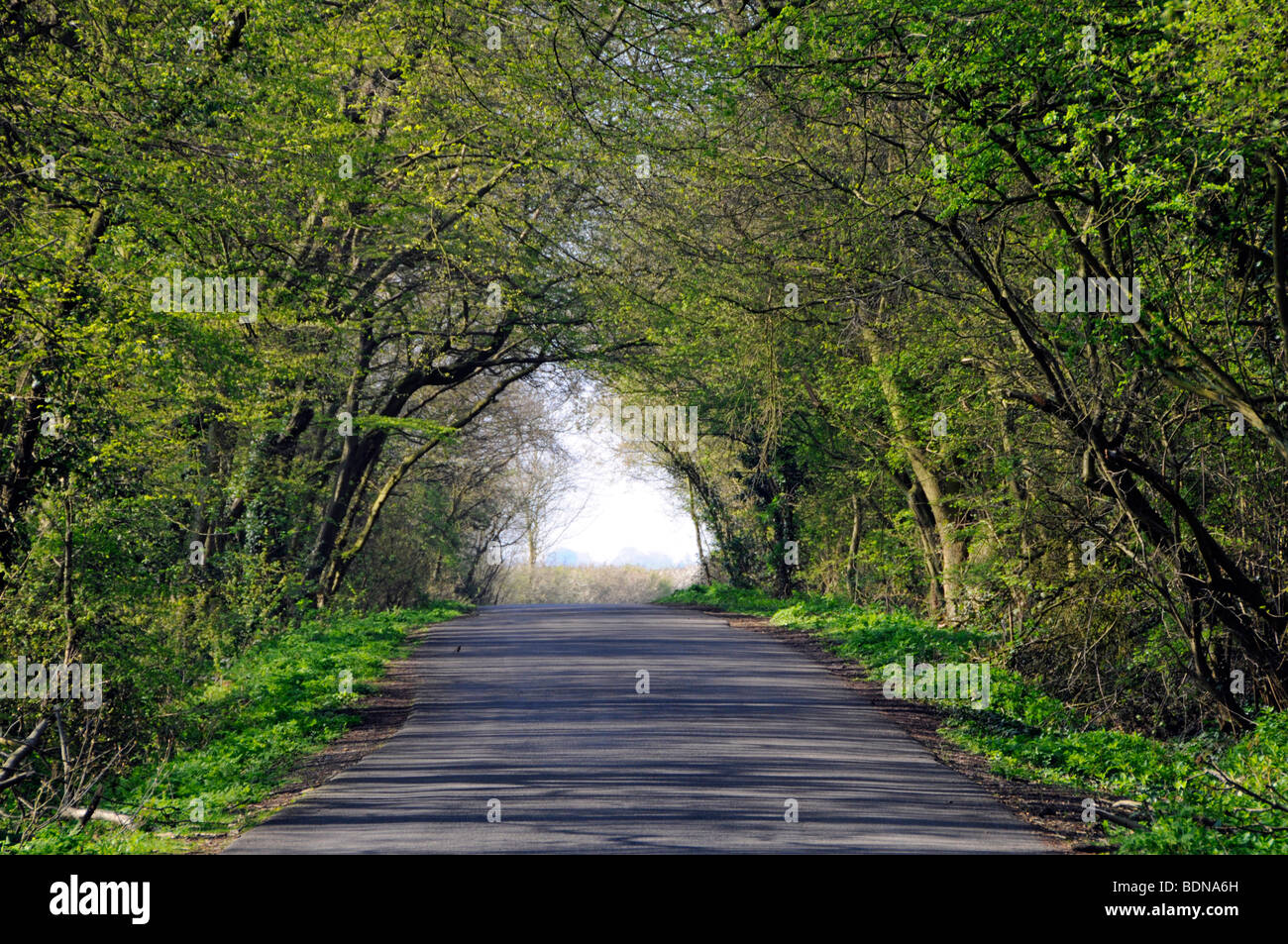 Leafy landscapes hi-res stock photography and images - Alamy