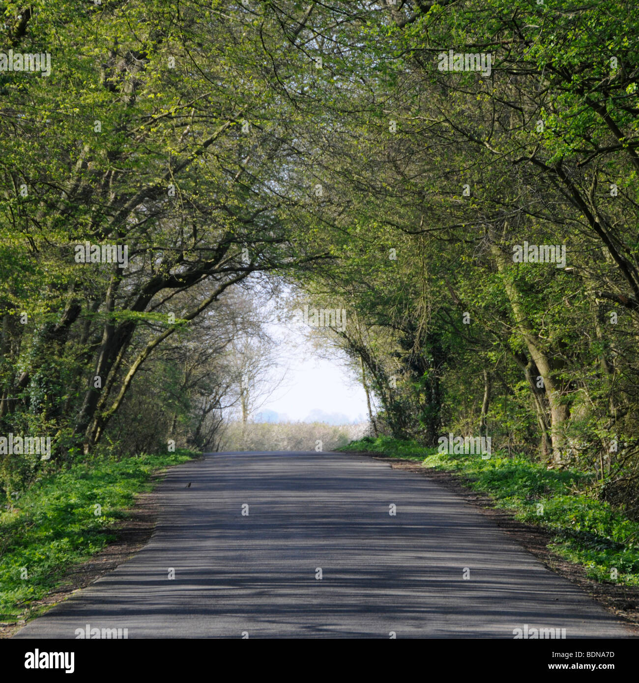 Leafy lane hi-res stock photography and images - Alamy