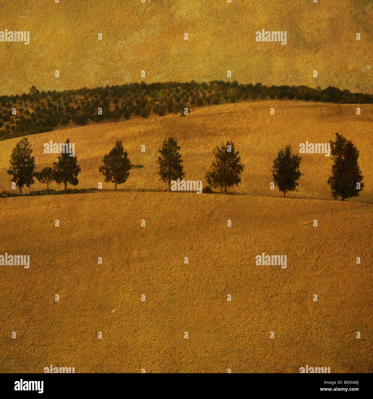 Summer farmland row trees hi-res stock photography and images - Alamy