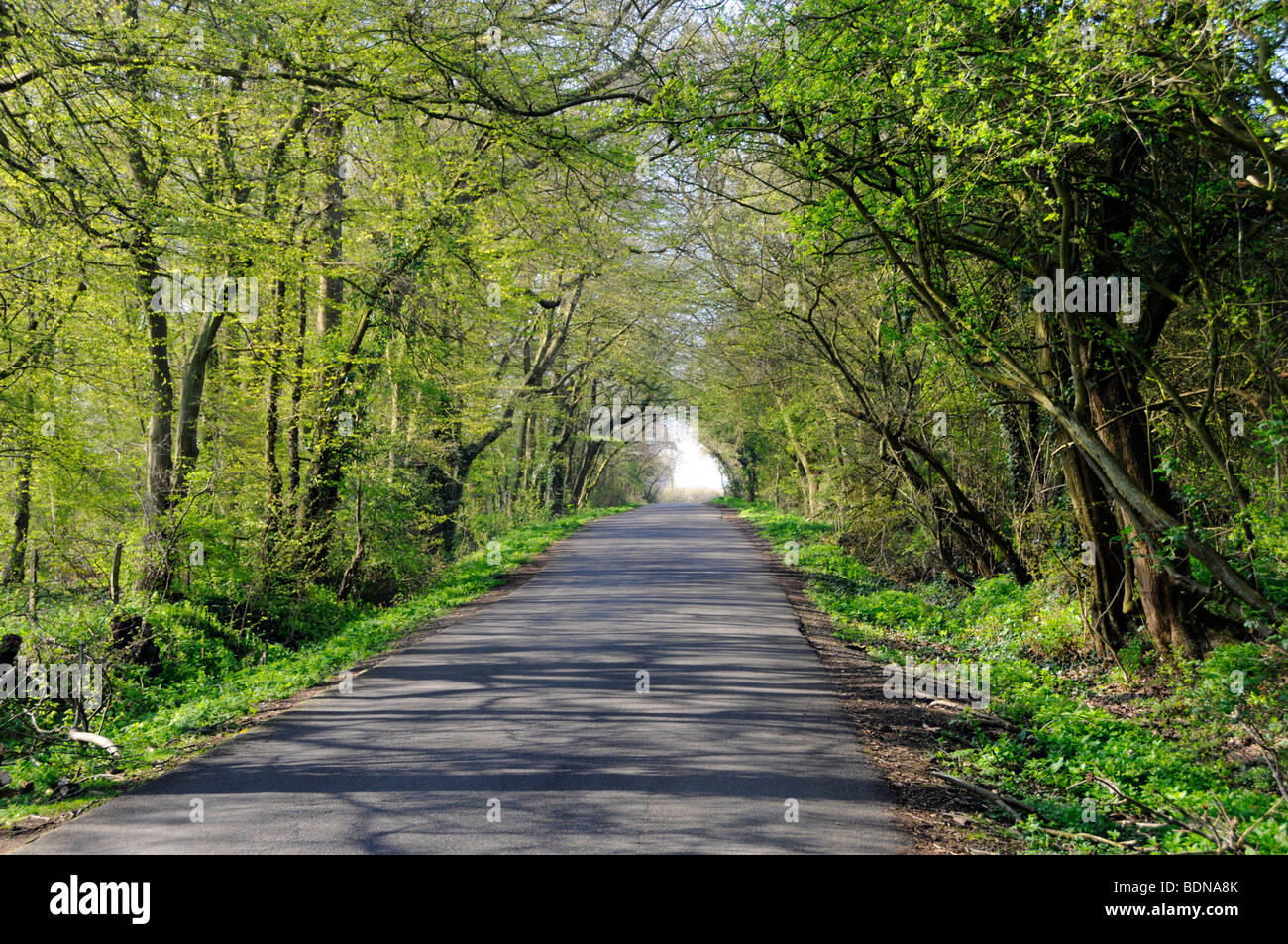 Shady woodland scene hi-res stock photography and images - Alamy
