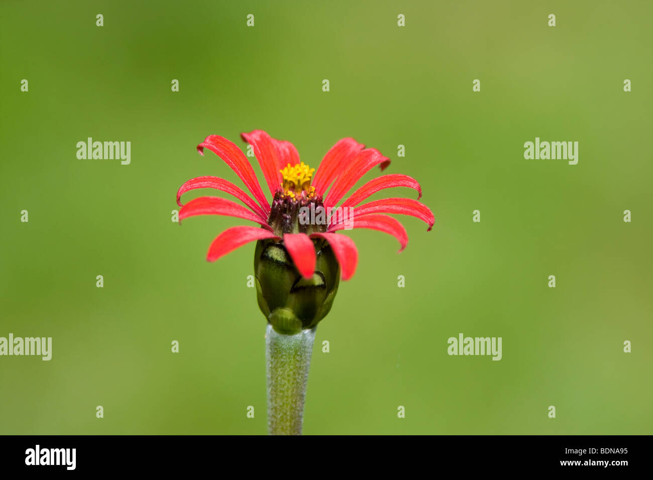 Zinnia Red Spider Stock Photo - Alamy