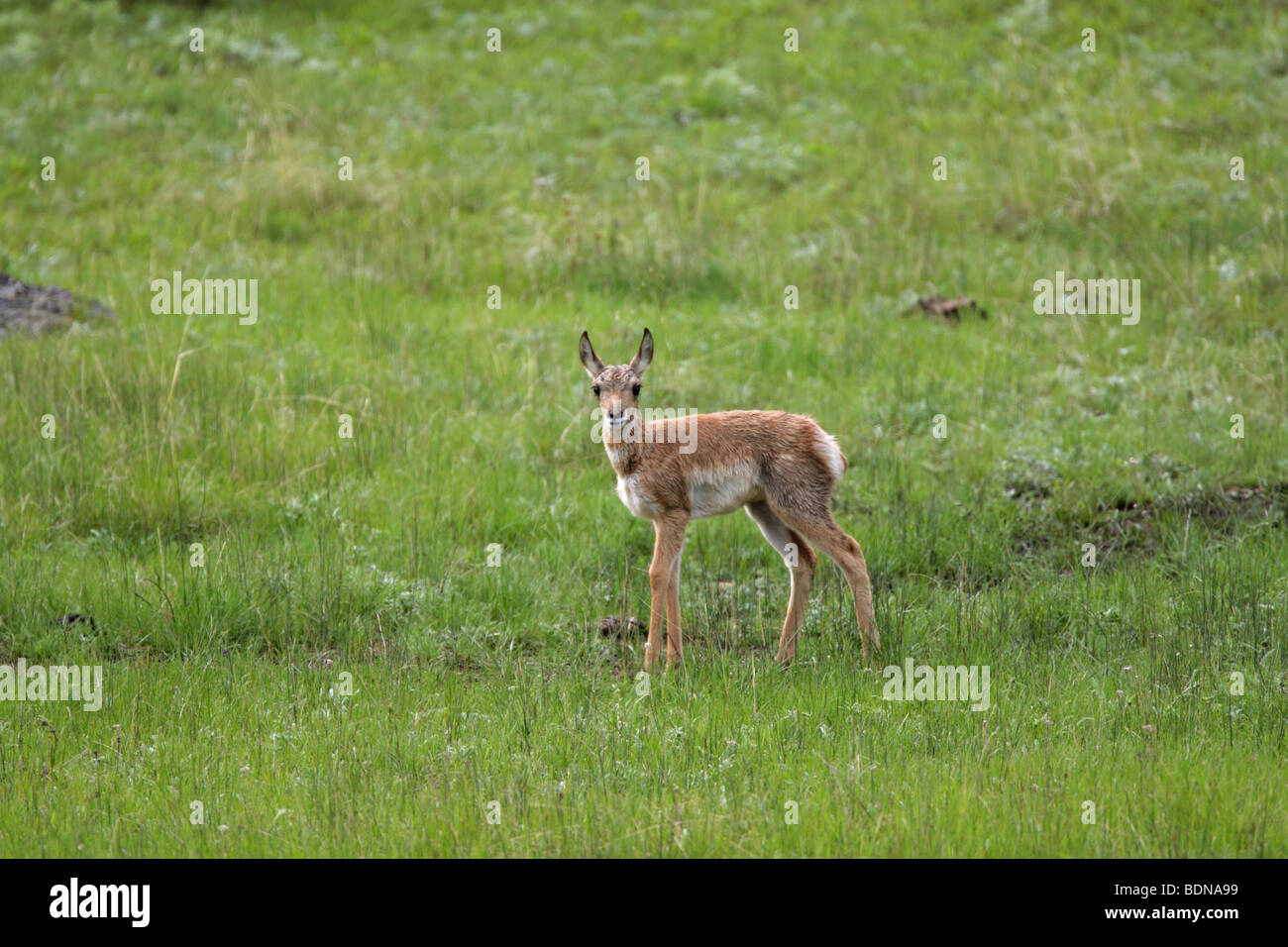 Pronghorn Antelope new born fawn standing in long grass and sagebrush ...