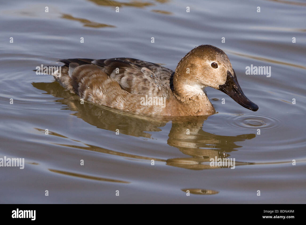 Female canvasback hi-res stock photography and images - Alamy