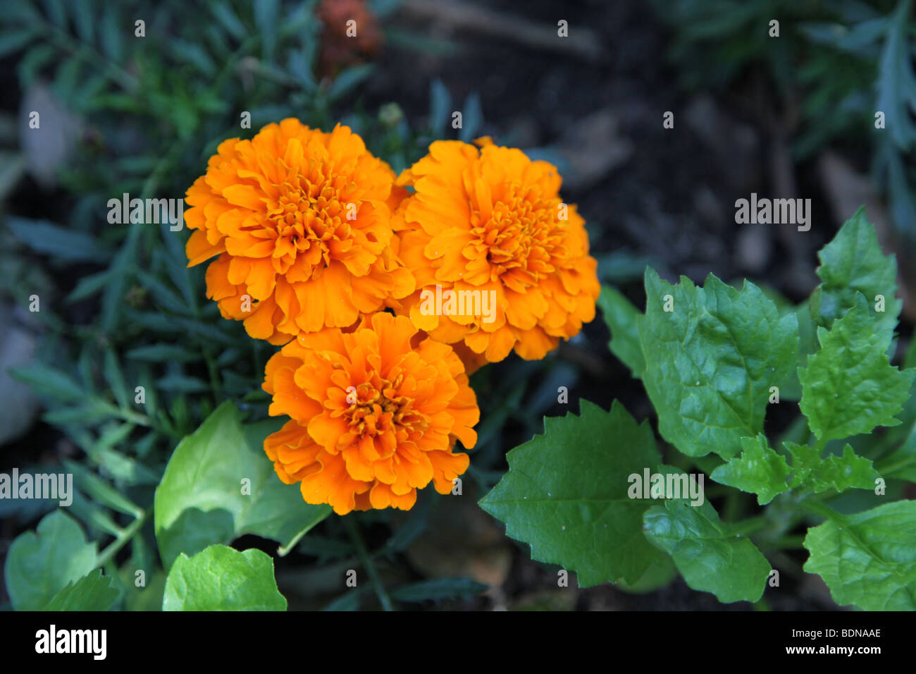 Inca orange marigold flower Stock Photo - Alamy