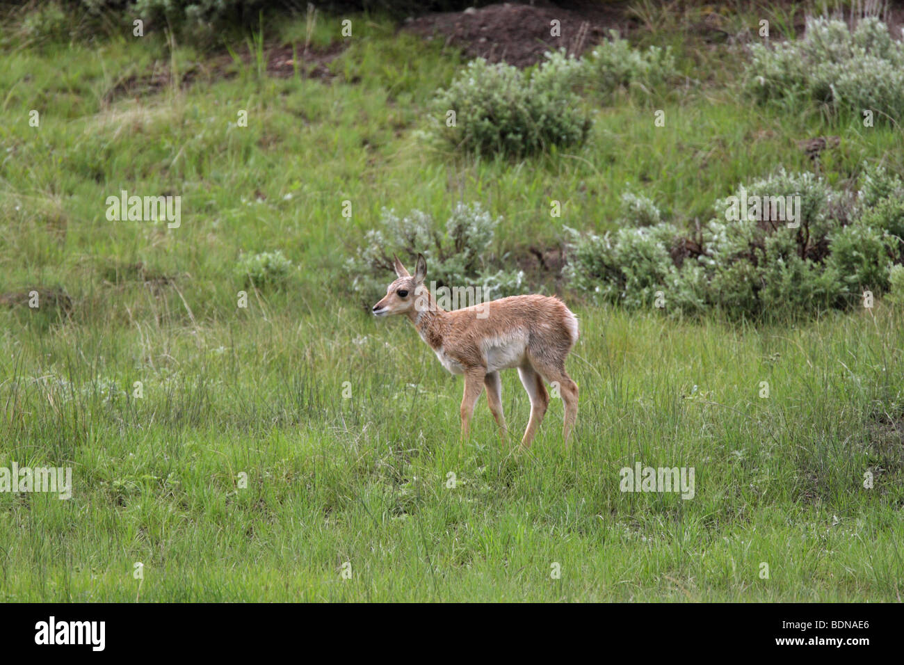Antelope fawn hi-res stock photography and images - Alamy