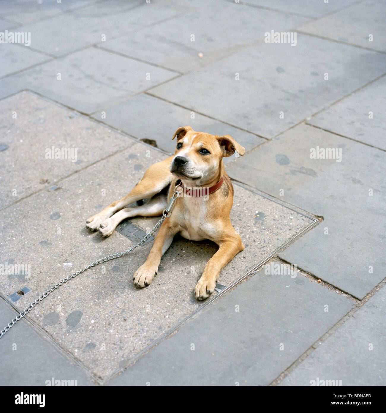 Young Staffordshire Bull Terrier on a street in London Stock Photo - Alamy