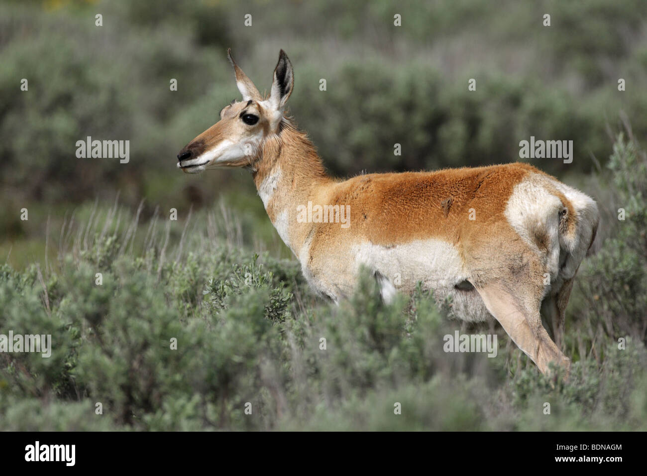 Pronghorn Antelope female standing in sage brush making eye contact ...