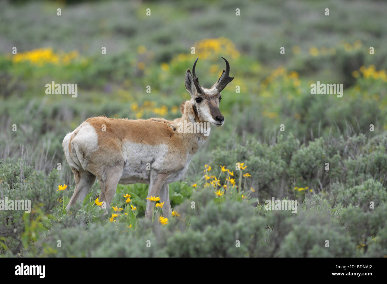 Pronghorn Antelope male standing in sage brush and yellow springtime ...