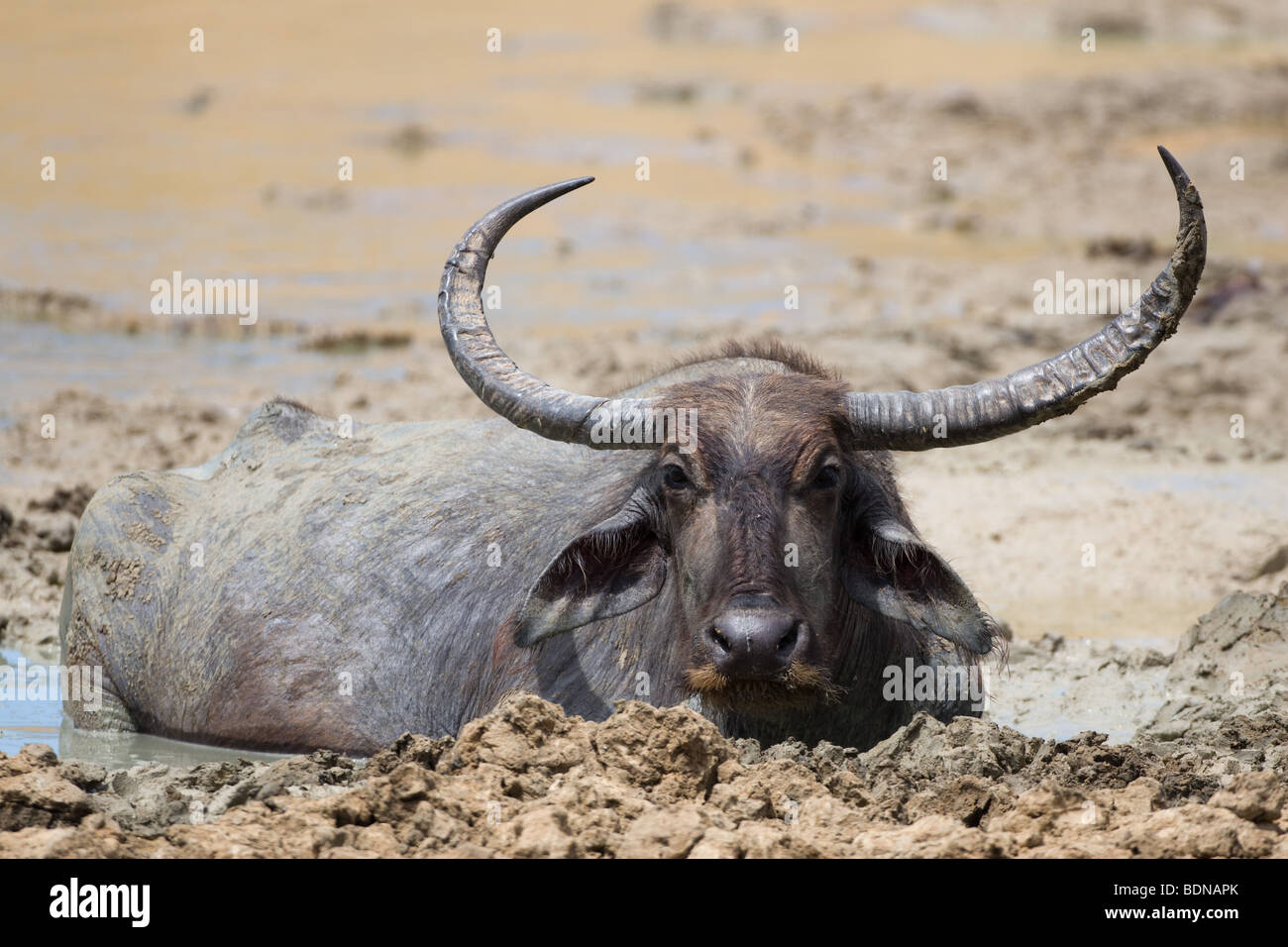 Buffalo wallowing hi-res stock photography and images - Alamy