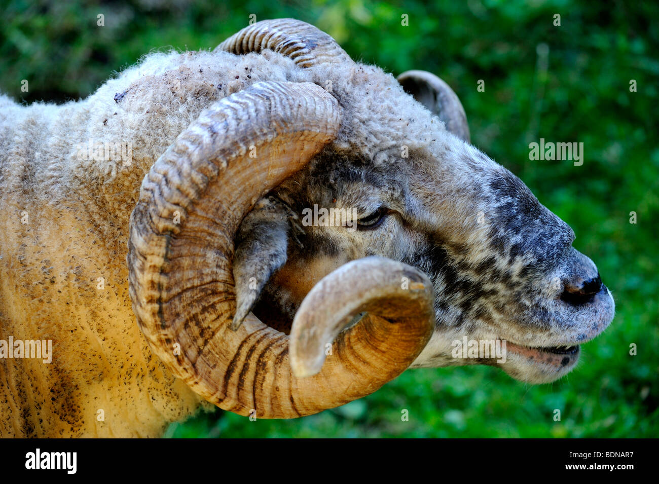 Close up of ram head Stock Photo - Alamy