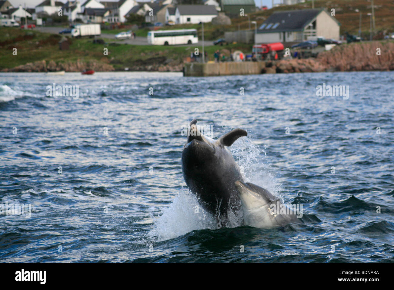 Isle mull dolphins hi-res stock photography and images - Alamy