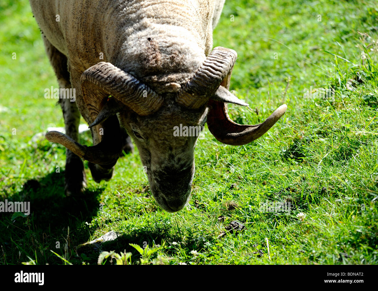 Ramsheep hi-res stock photography and images - Alamy