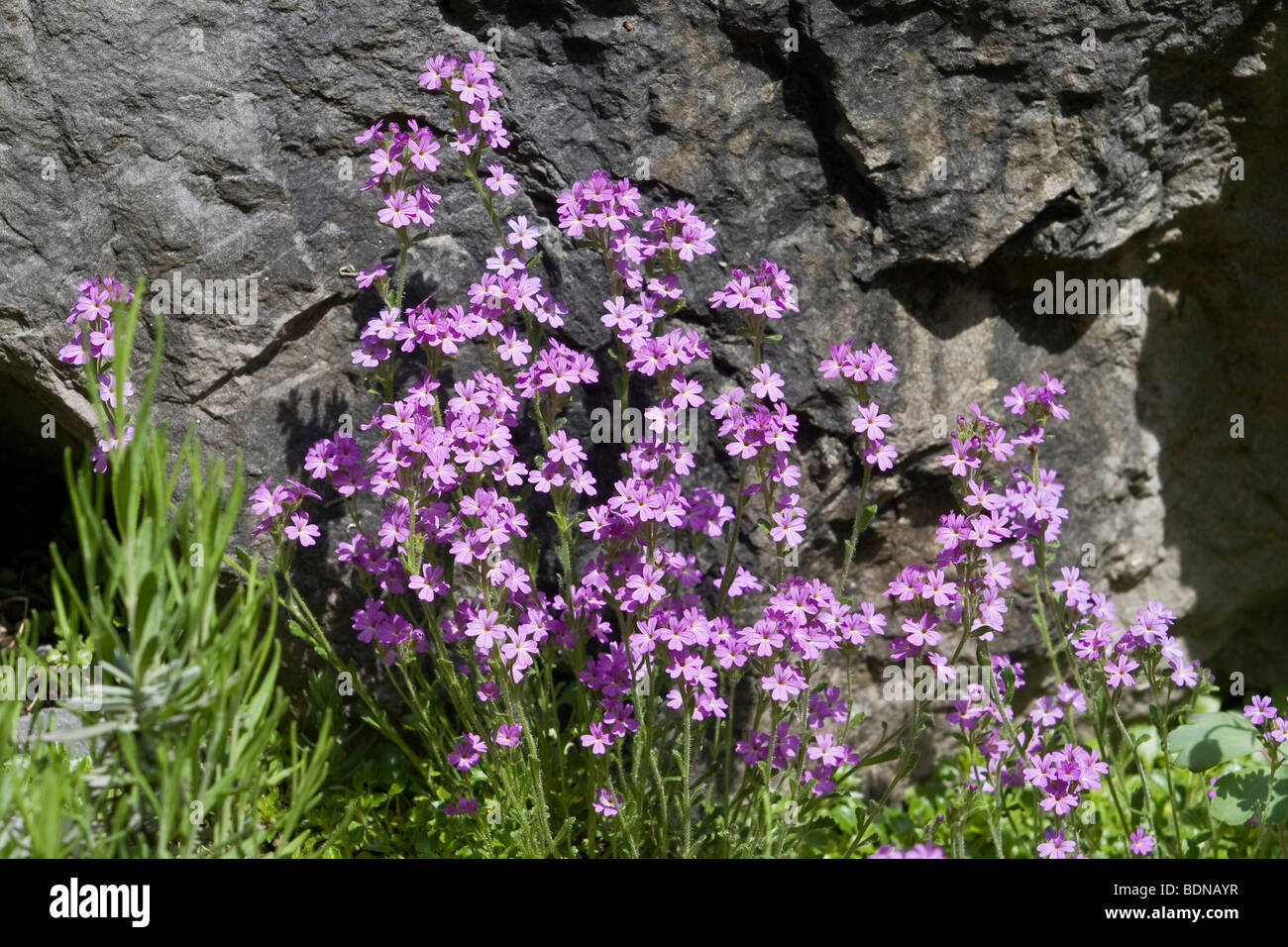 Fairy Foxglove or Starflower (Erinus alpinus Stock Photo - Alamy