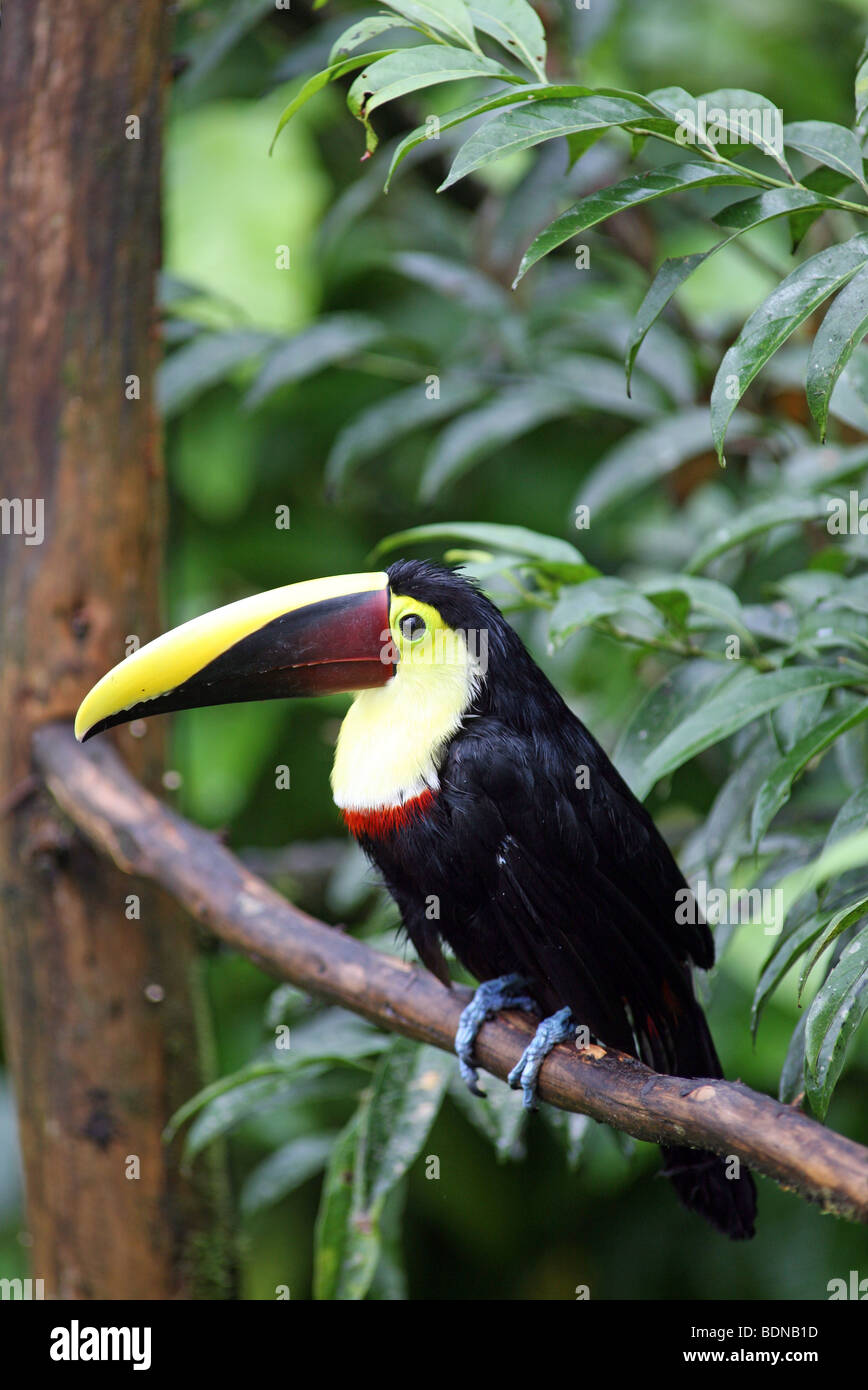 Chesnut-mandibled Toucan (Ramphastos swainsonii). La Paz Waterfall ...