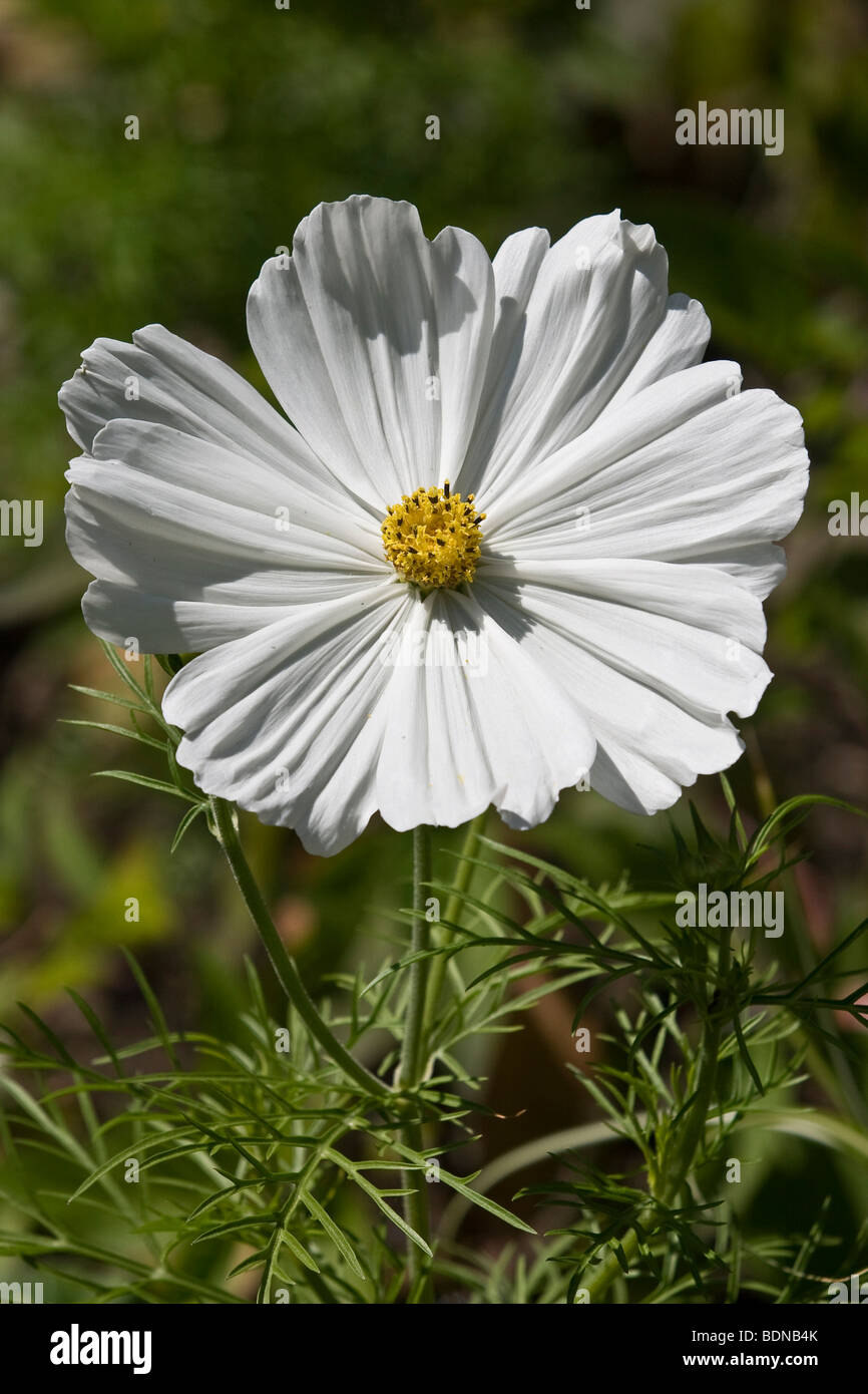 Garden cosmos or Mexican aster (Cosmos bipinnatus), white flower Stock ...