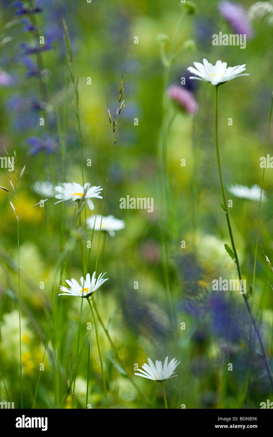 Alpine flowers, Dolomites, Italy Stock Photo - Alamy