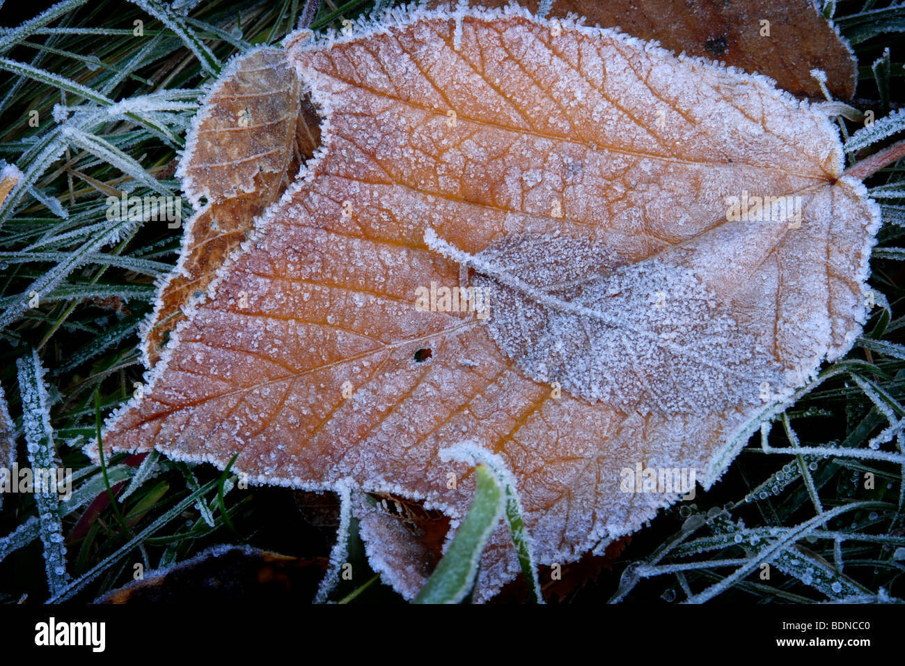 Frost dew leaf texture hi-res stock photography and images - Alamy