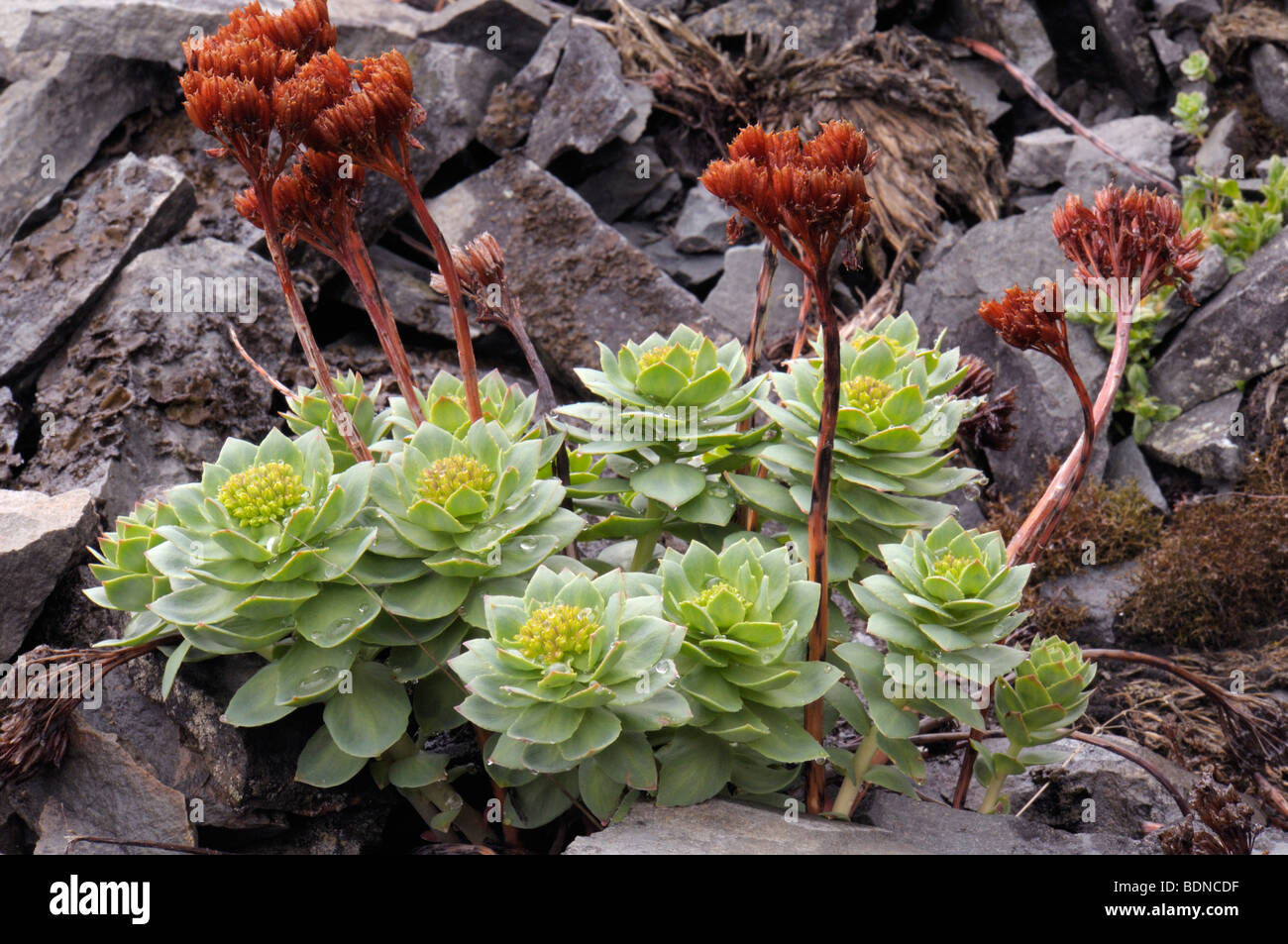 Golden Root, Roseroot (Rhodiola rosea), flowering plant Stock Photo - Alamy