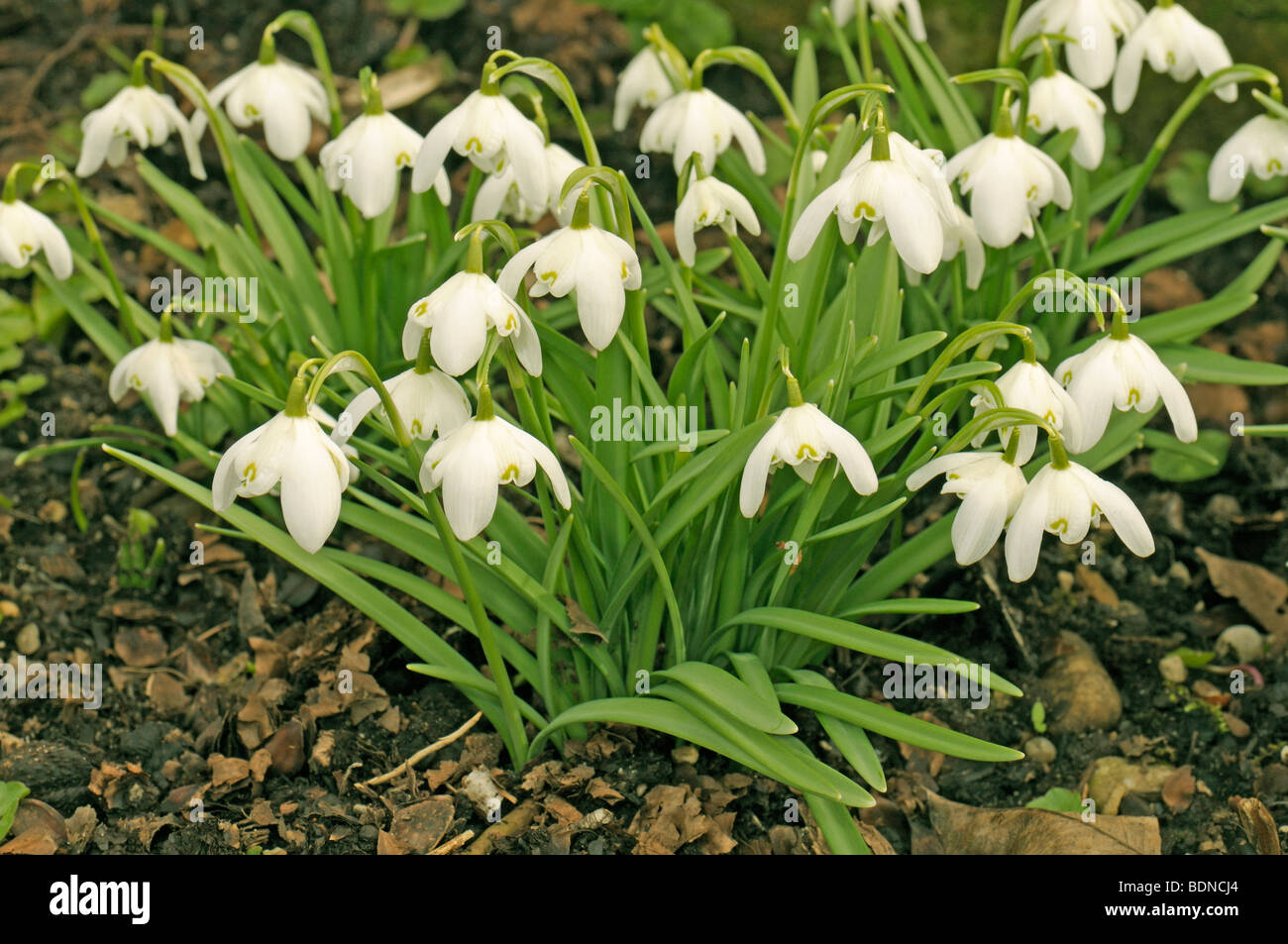 Variety flore pleno hi-res stock photography and images - Alamy