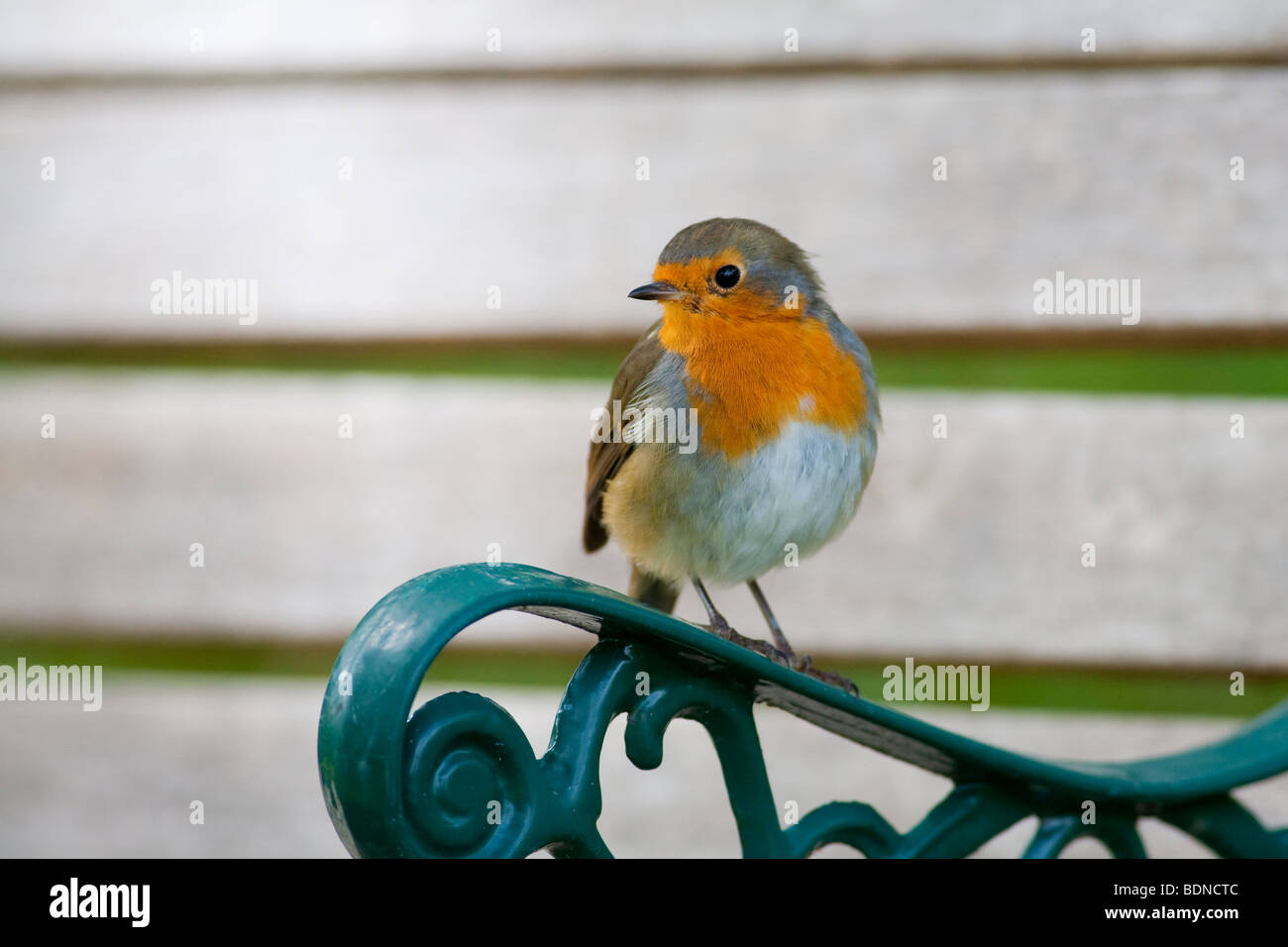 Robin garden bench hi-res stock photography and images - Alamy