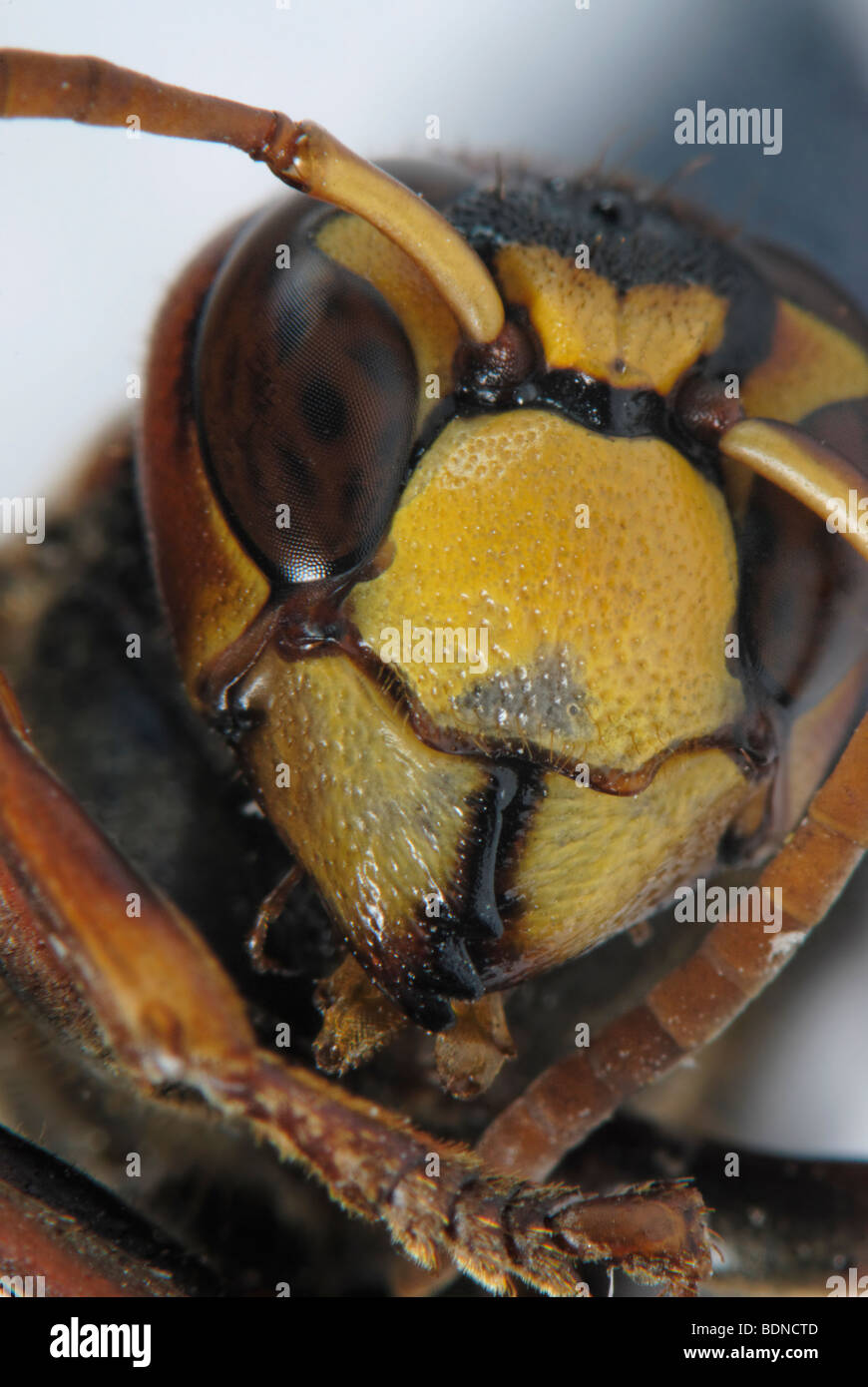 Wasp Head High Resolution Stock Photography and Images - Alamy