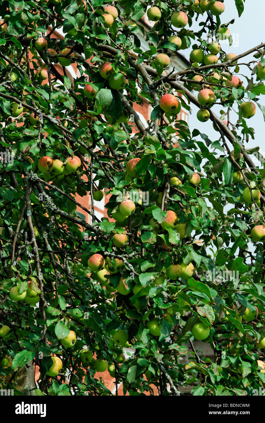 Ripe apples on the apple tree Stock Photo - Alamy