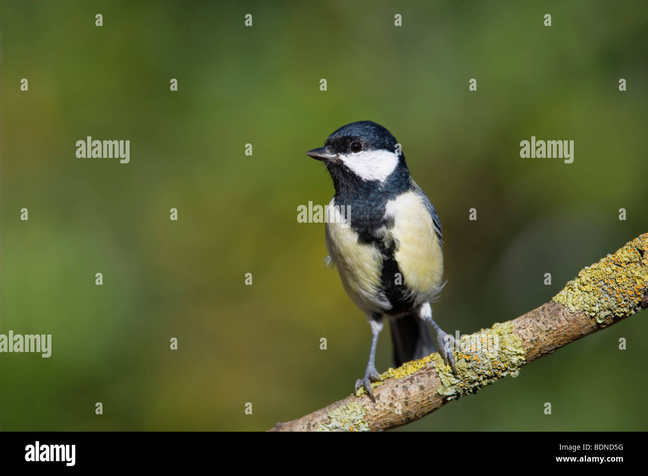 Great Tit Parus major (Paridae) Perched on branch covered on Lichen ...
