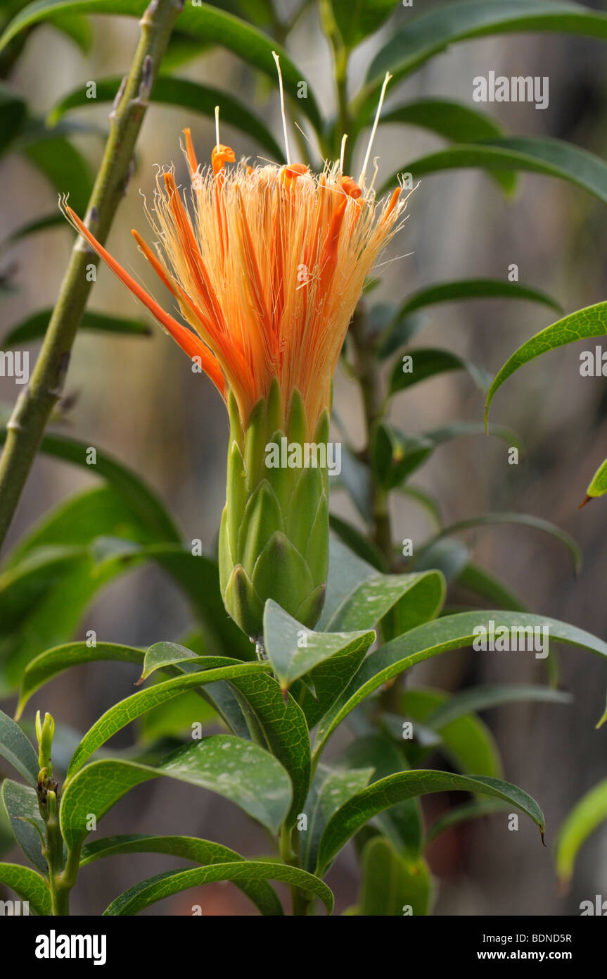Stifftia stifftia chrysantha flower hi-res stock photography and images ...