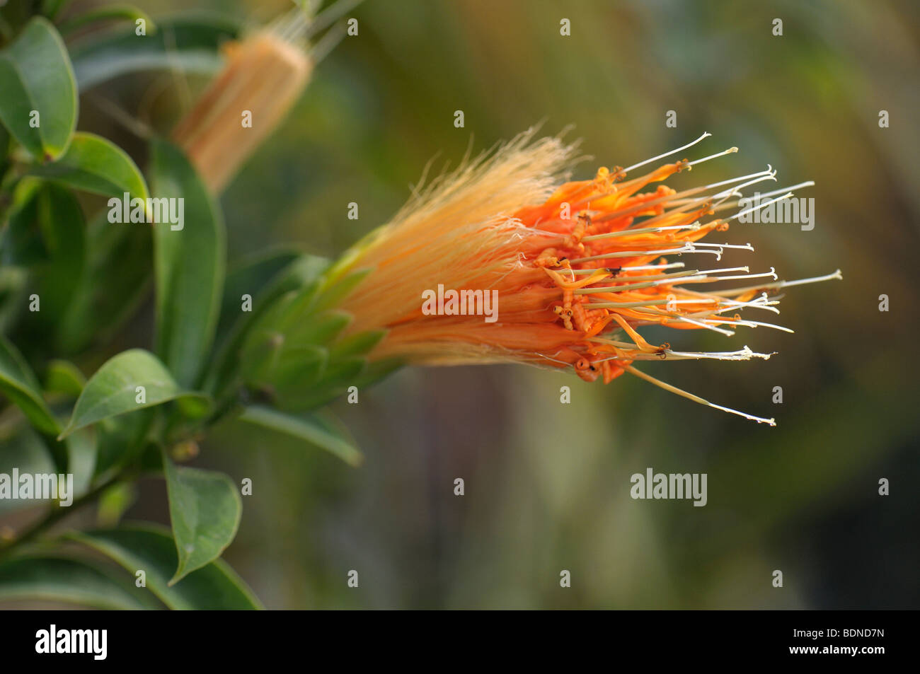 Stifftia (Stifftia chrysantha), flower Stock Photo - Alamy