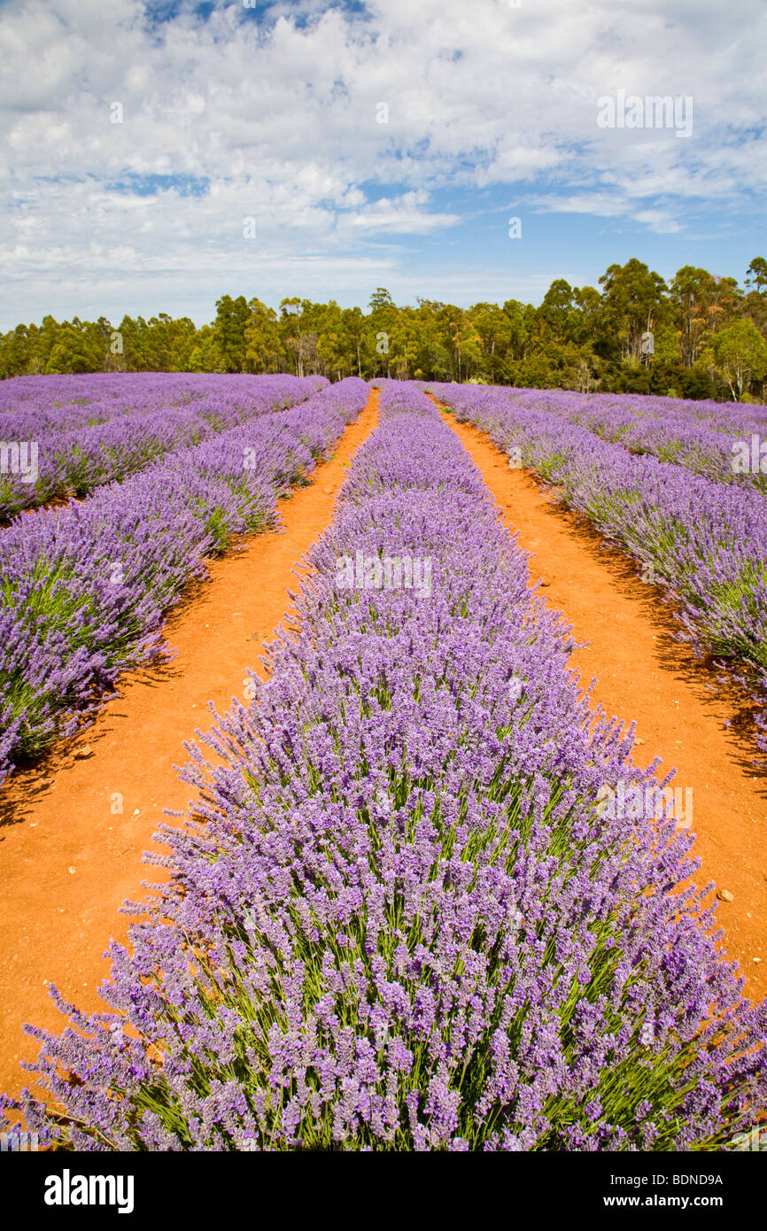 Lavender farm australia hi-res stock photography and images - Alamy