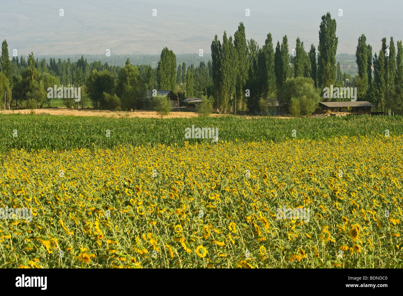 Field of Sunflowers in the Fergan Valley in Kyrgyzstan Stock Photo - Alamy