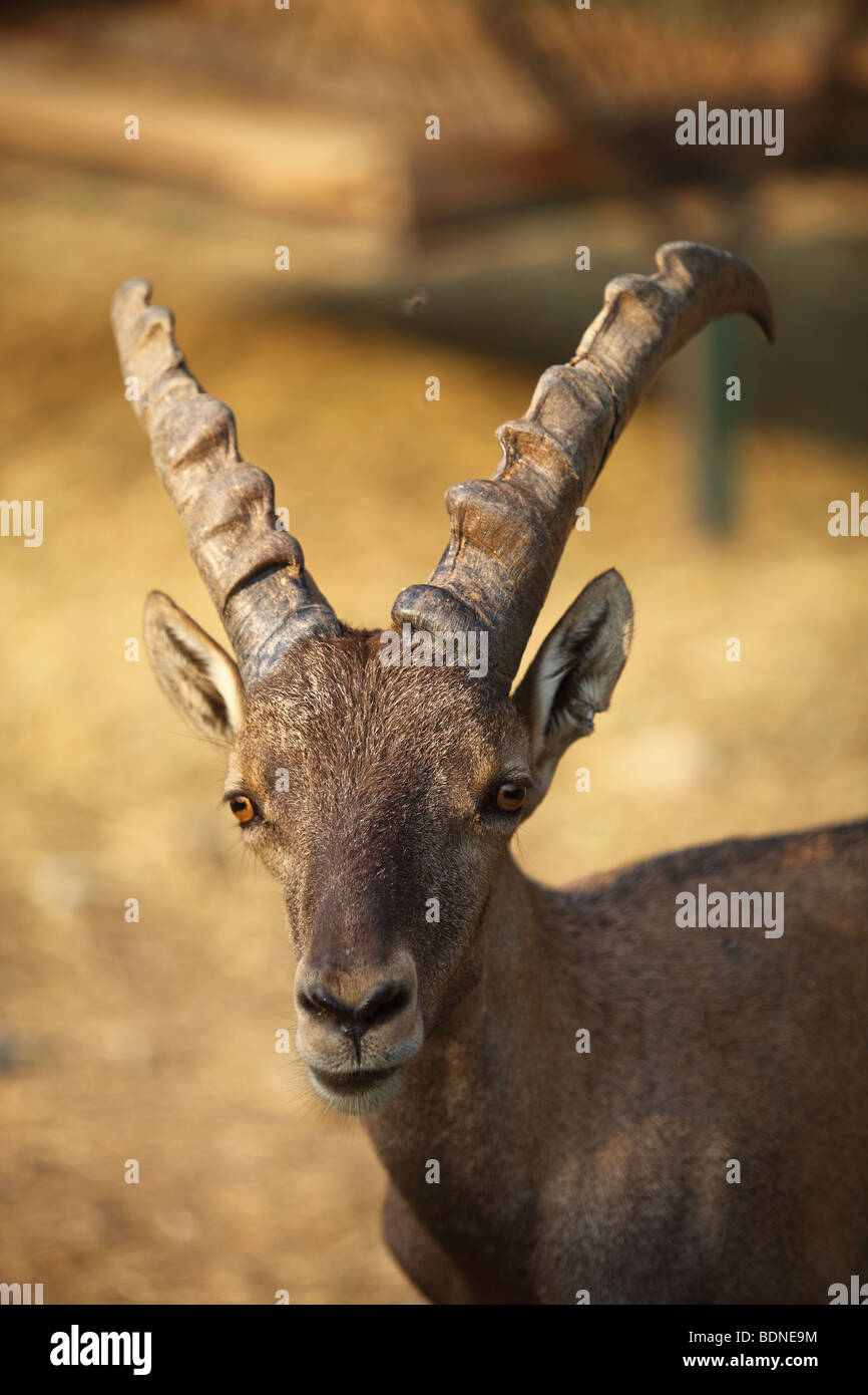 Goat at sunset hi-res stock photography and images - Alamy