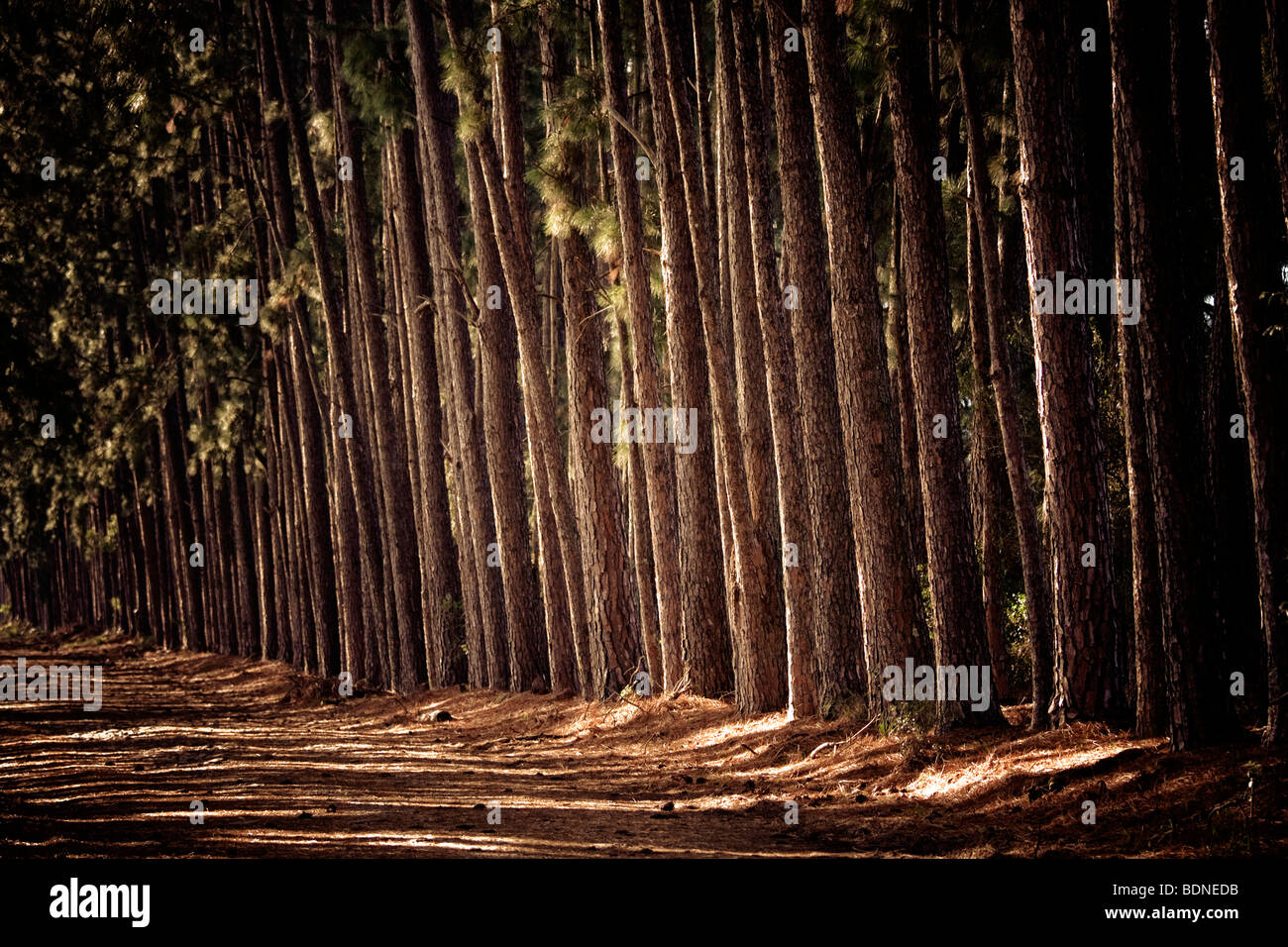 line of pine trees Stock Photo - Alamy