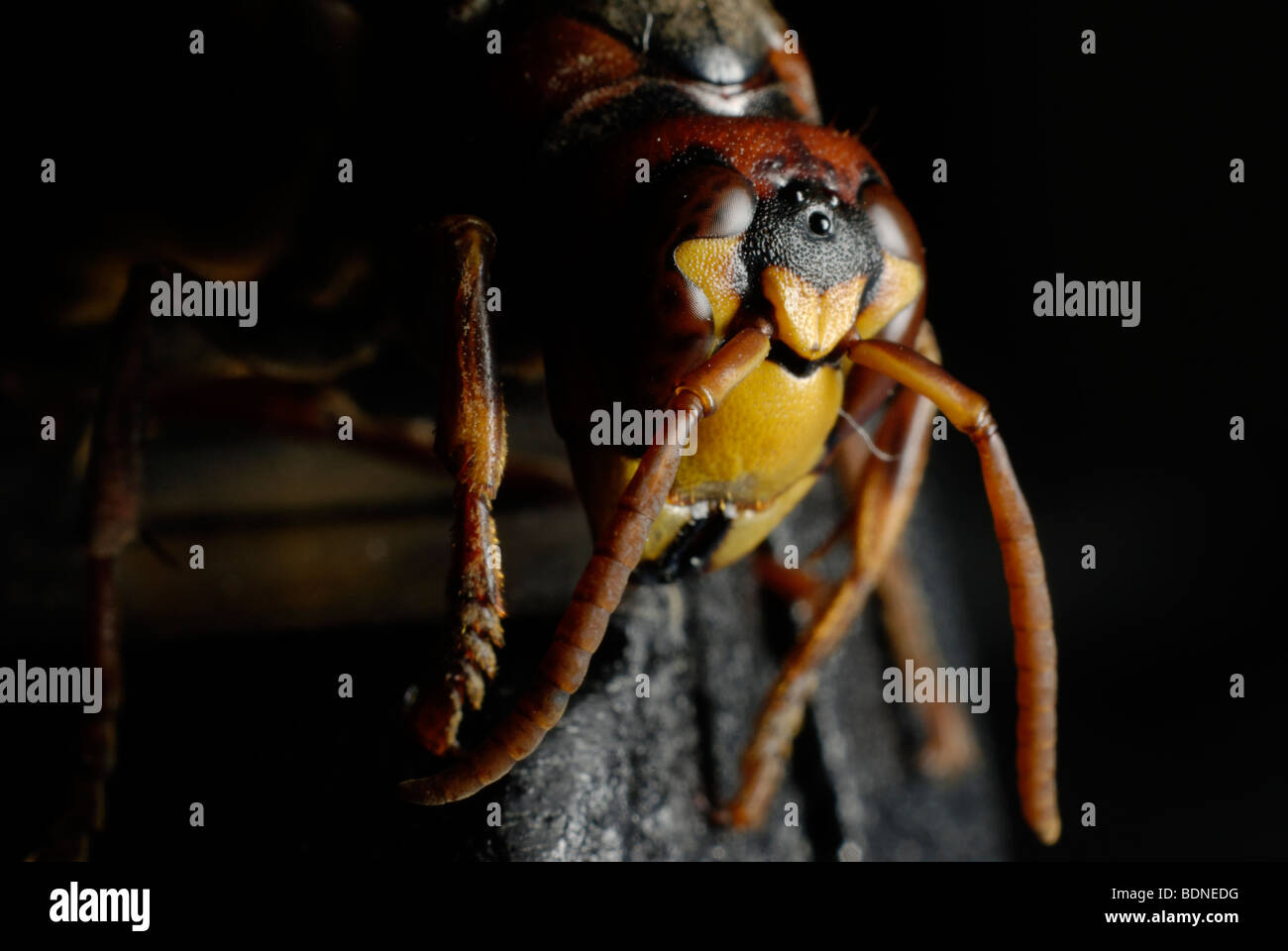 Wasp head hi-res stock photography and images - Alamy