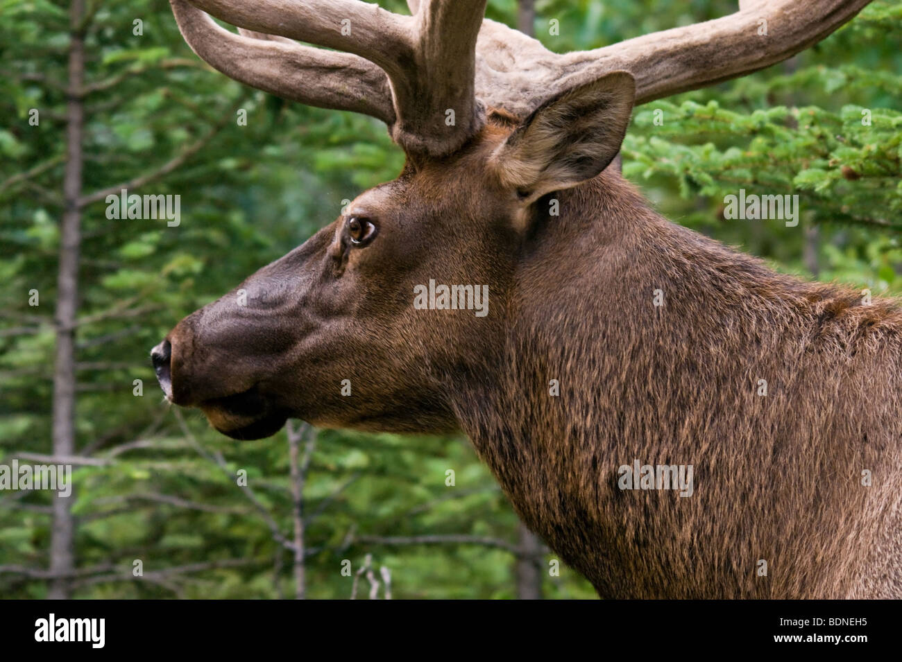Big daddy of a bull elk crossing in front of the car on the Bow Valley ...